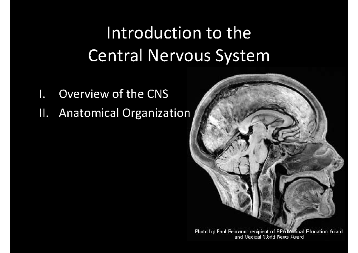Neuroanatomy Lecture Notes: Central Nervous System Overview - Studocu