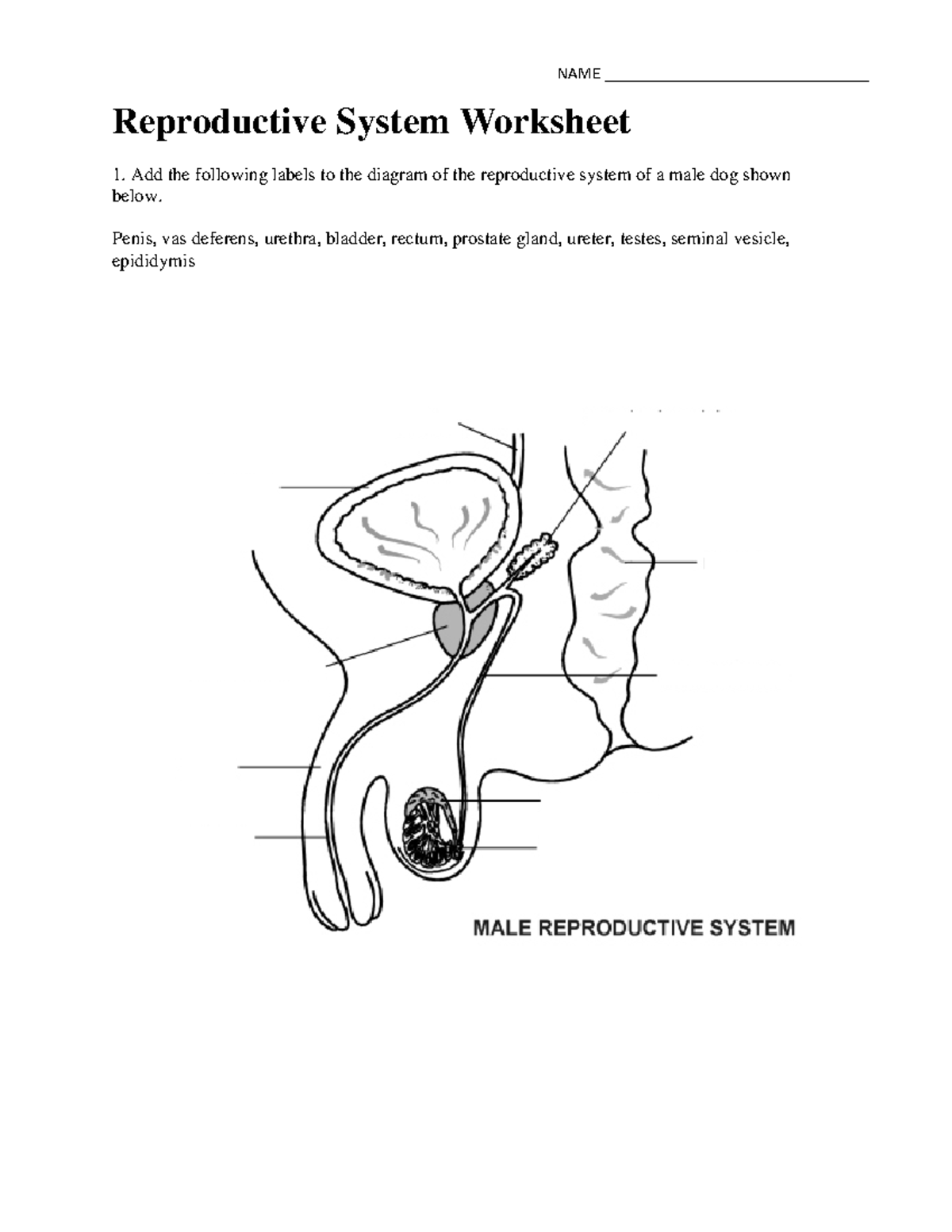 Biology 101: Reproductive System Worksheet for Study and Review - Studocu