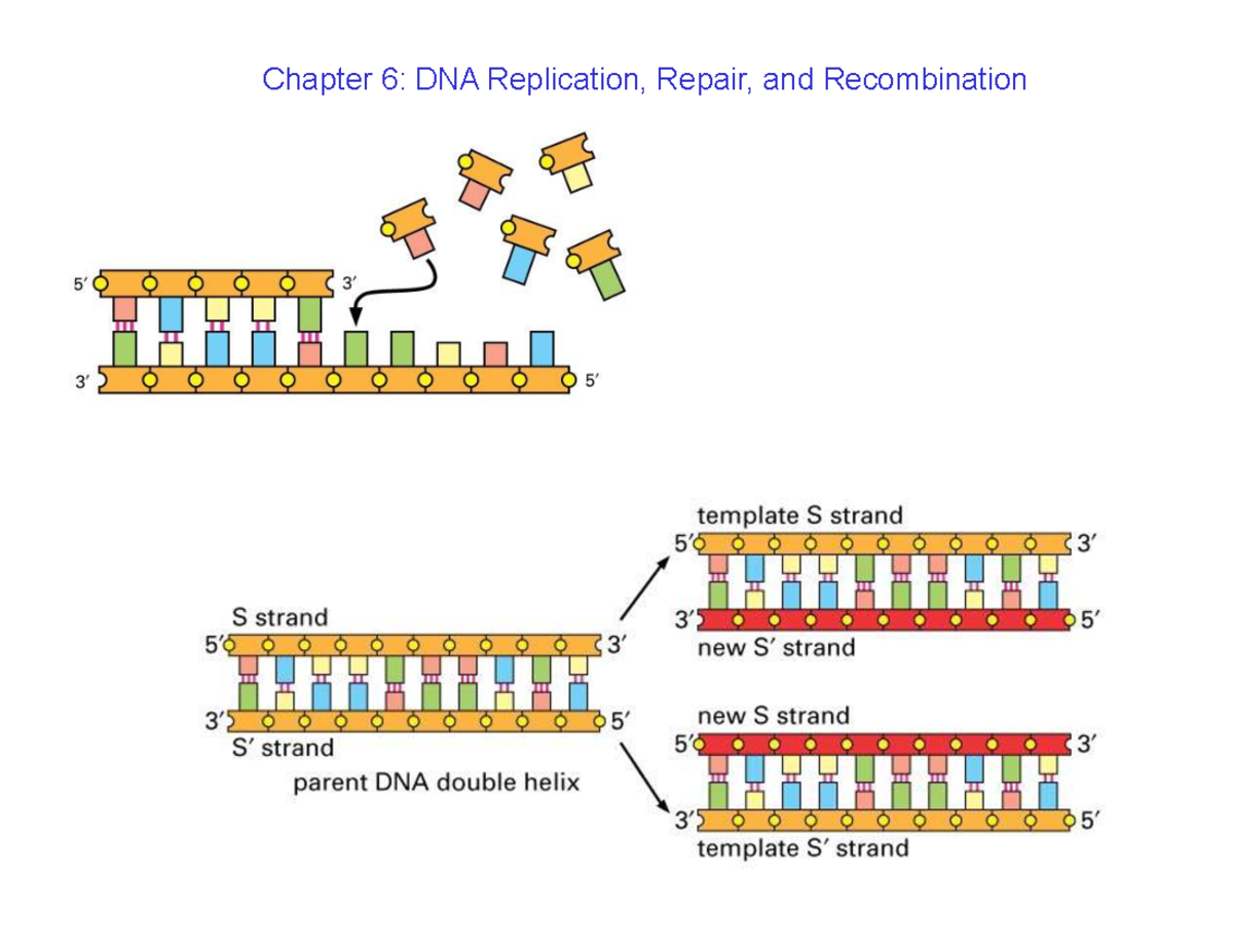 Chapter 6: DNA Replication, Repair & Recombination Concepts - Studocu