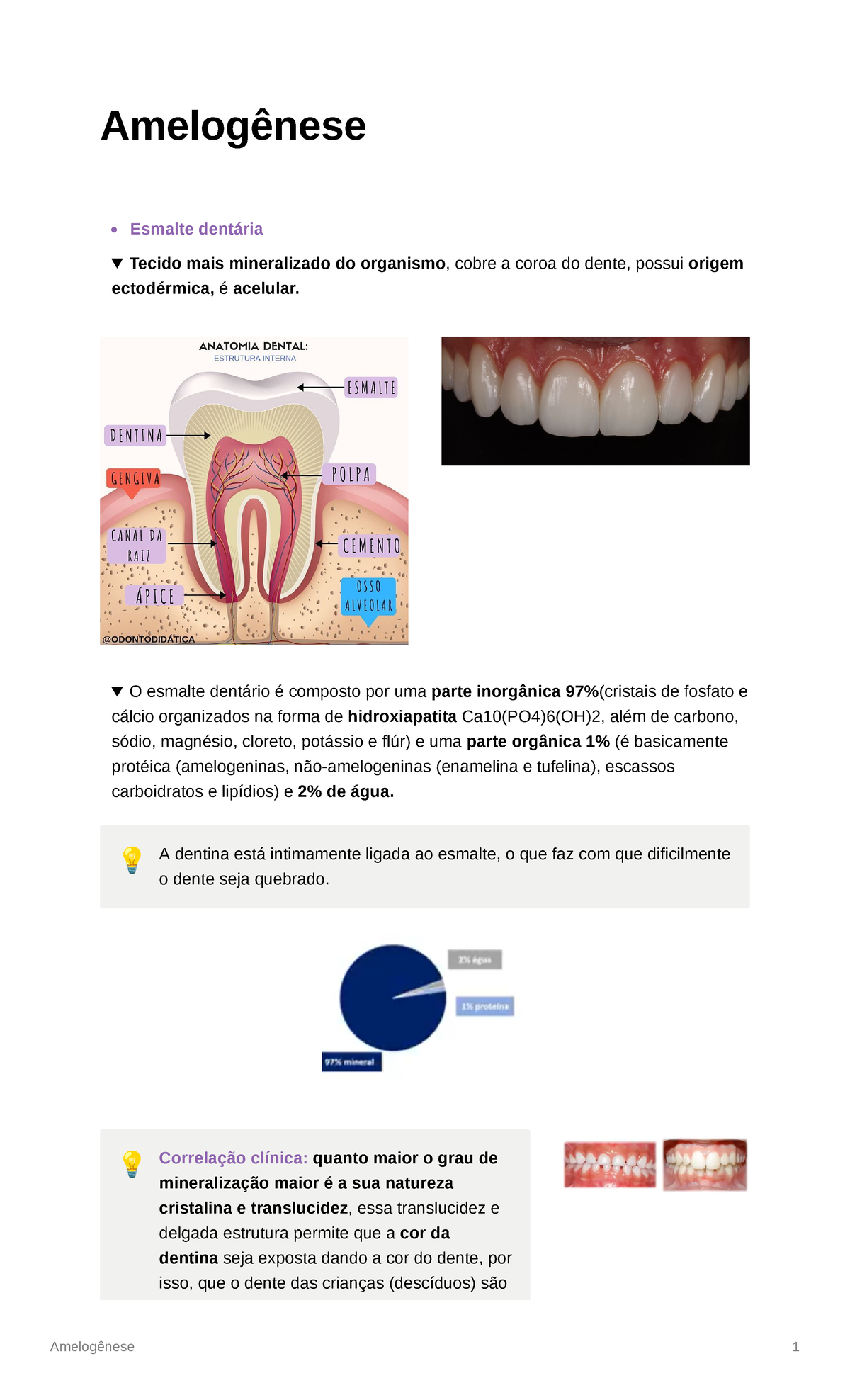Amelogênese- Histologia - Amelogênese Esmalte dentária Tecido mais ...