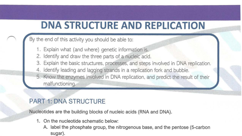 DNA Structure and Replication: Key Concepts and Processes - Studocu