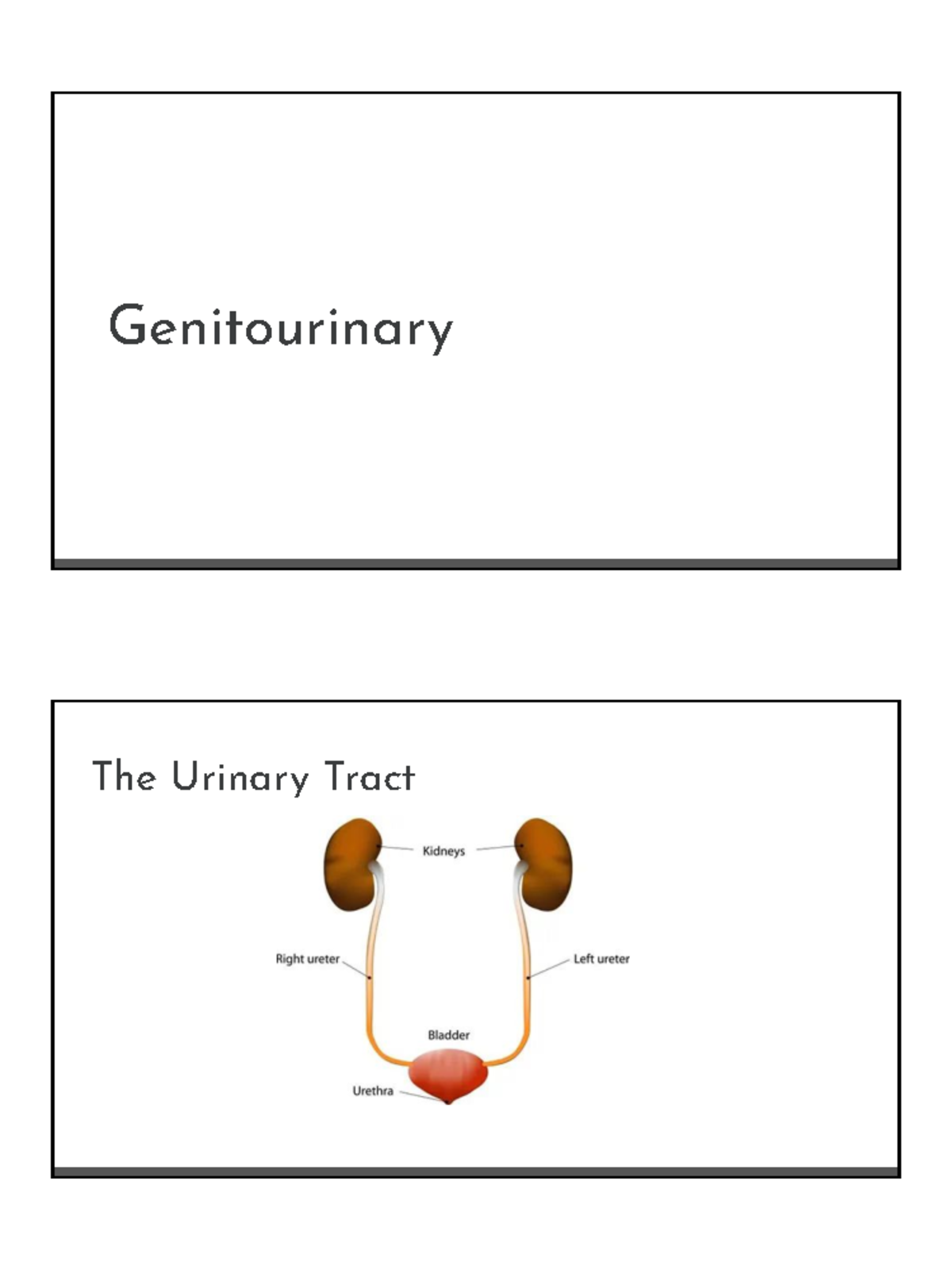 Genitourinary System - UTI, Glomerulonephritis & Dialysis NCLEX Review ...