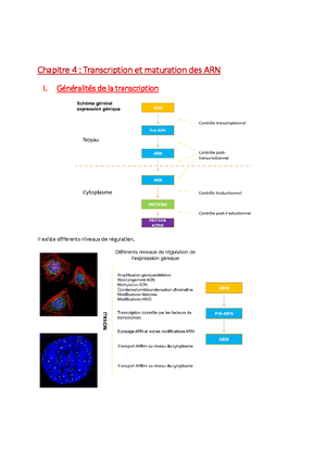 Structure et propriétés des ARN - Différents types d’ARN A l’intérieur ...