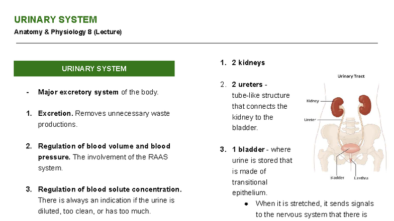 URINARY SYSTEM Anatomy & Physiology 8 (Lecture Notes) - Studocu