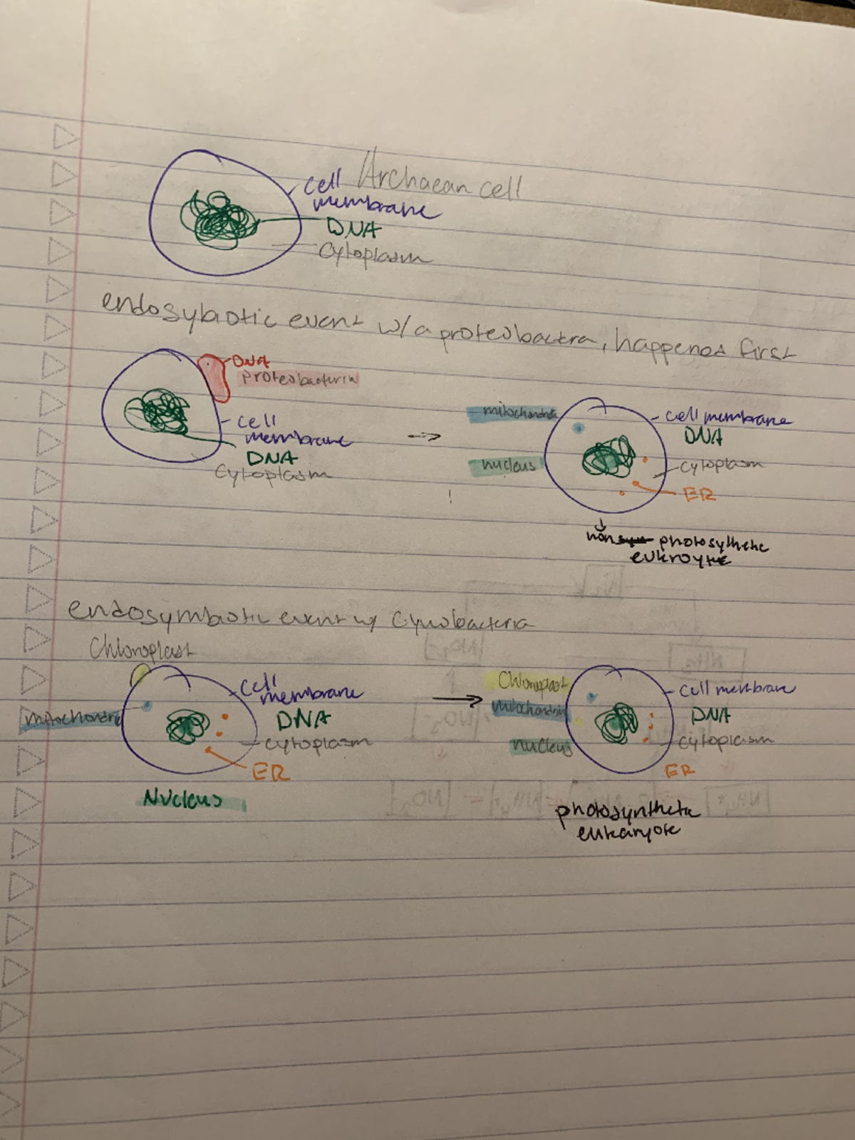 IMG 4605 - DTL - cell Archaean cell membrane DNA Cytoplasm endosylaotic ...