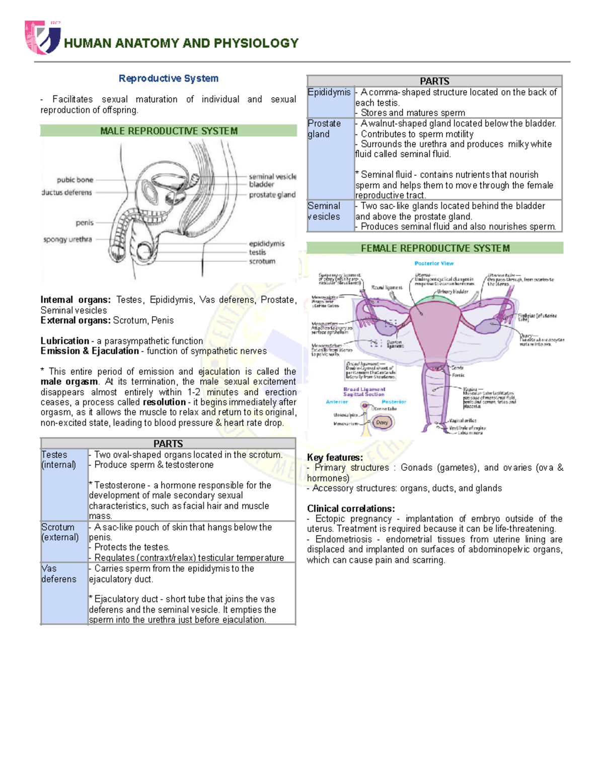 A&P Reproductive System - HUMAN ANATOMY AND PHYSIOLOGY Reproductive ...
