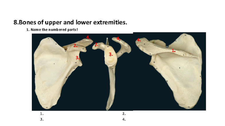 08-Osteology Booklet: Upper & Lower Extremities Study Guide - Studocu