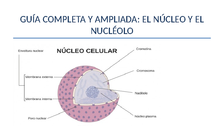 GUÍA COMPLETA DEL NÚCLEO Y NUCLÉOLO: ESTRUCTURA Y FUNCIONES - Studocu