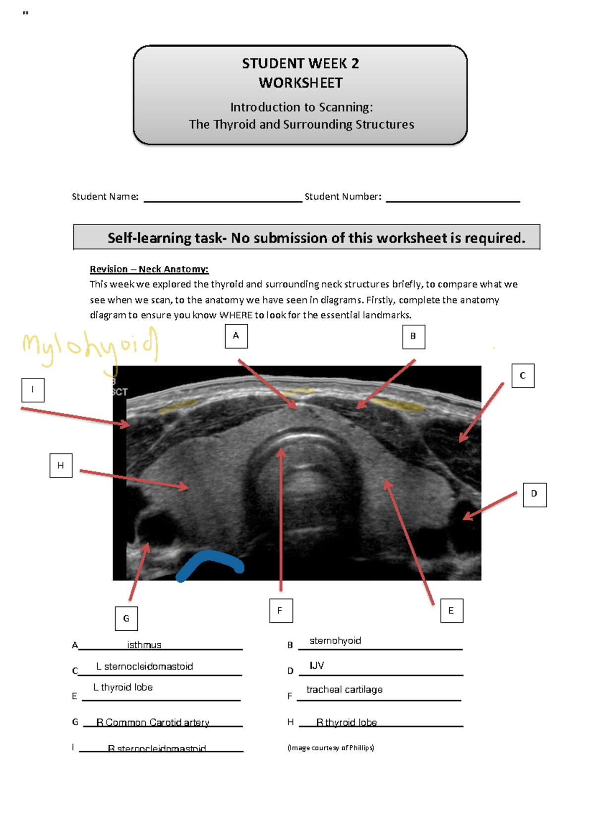 Week 2 Worksheet: Introduction to Scanning - Thyroid Anatomy (NN) - Studocu