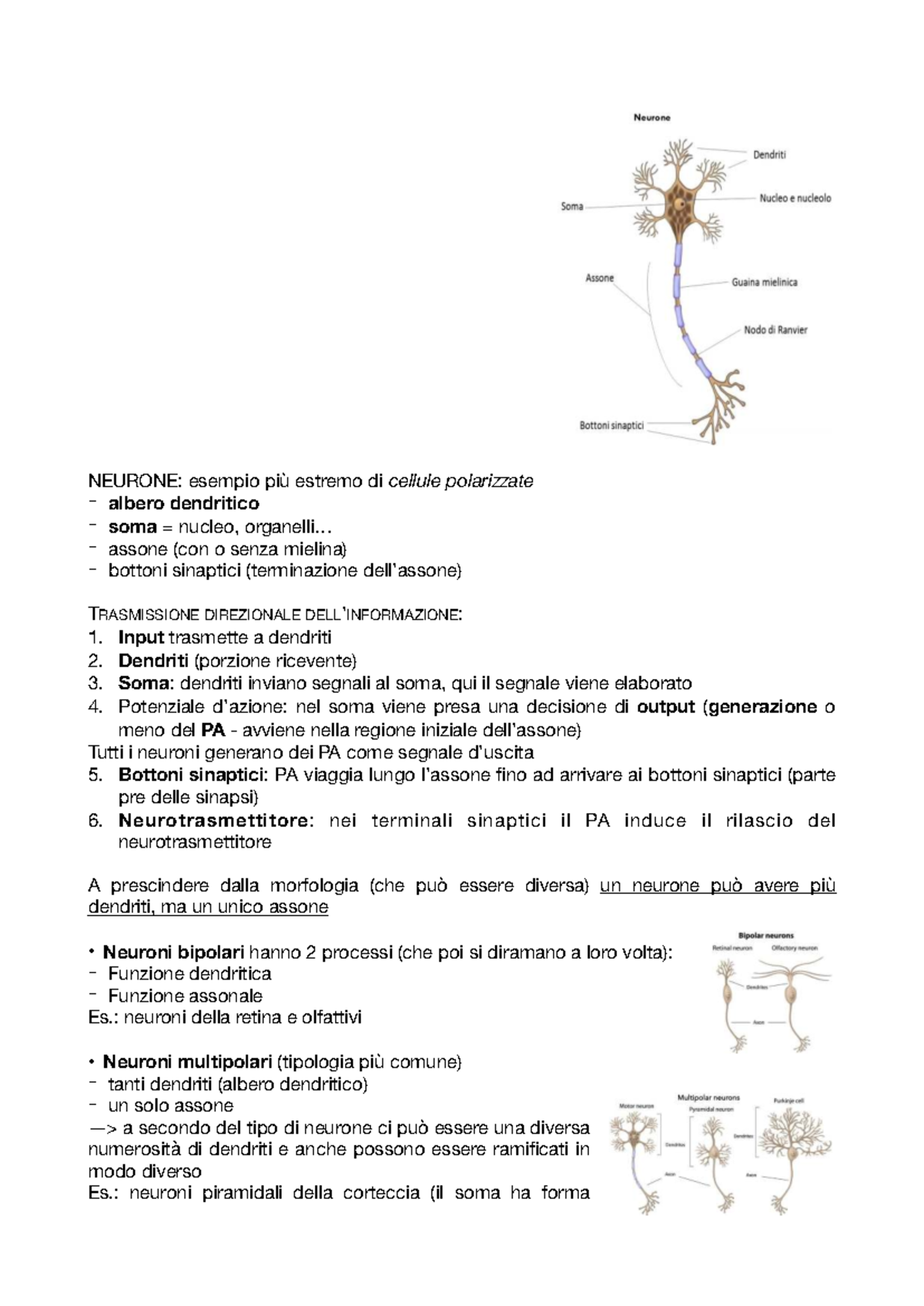 Neurofisiologia: Lezione 1 - Struttura e Funzione dei Neuroni - Studocu
