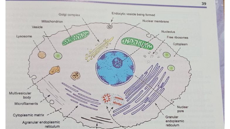 I B Singh: Diagrams and Notes on Cell Organelles and Mitosis - Studocu