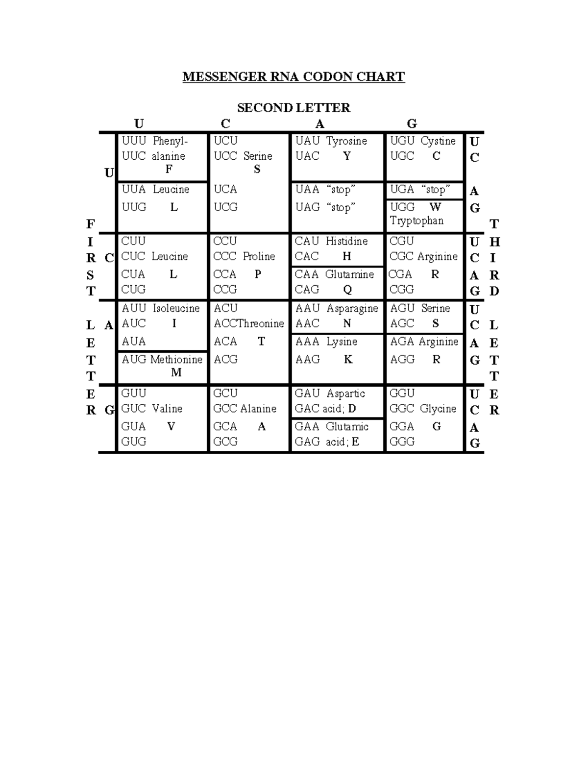 Messenger RNA Codon Chart - MESSENGER RNA CODON CHART SECOND LETTER U C ...