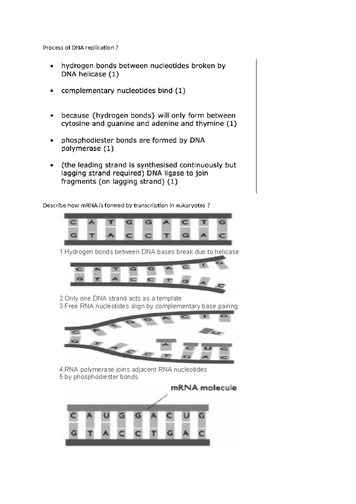 DNA Replication & mRNA Transcription in Eukaryotes - Summary - Studocu