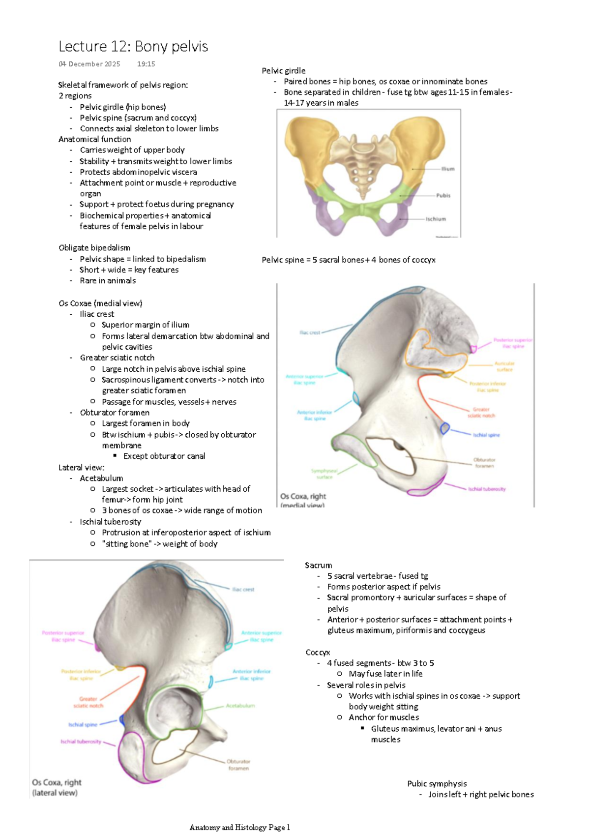 Lecture 12: Bony Pelvis Overview and Anatomical Functions - Studocu