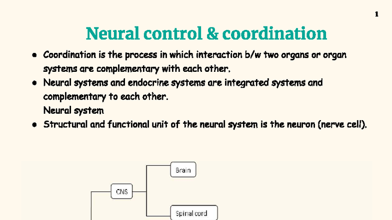 Nervous System Overview: Key Concepts and Structures (251031) - Studocu