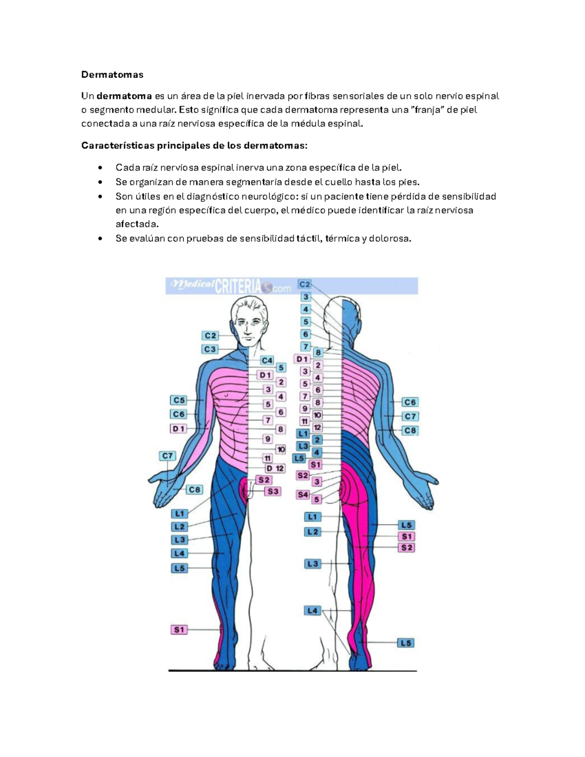 Dermatomas y Miotomas: Evaluación y Características Clave - Studocu