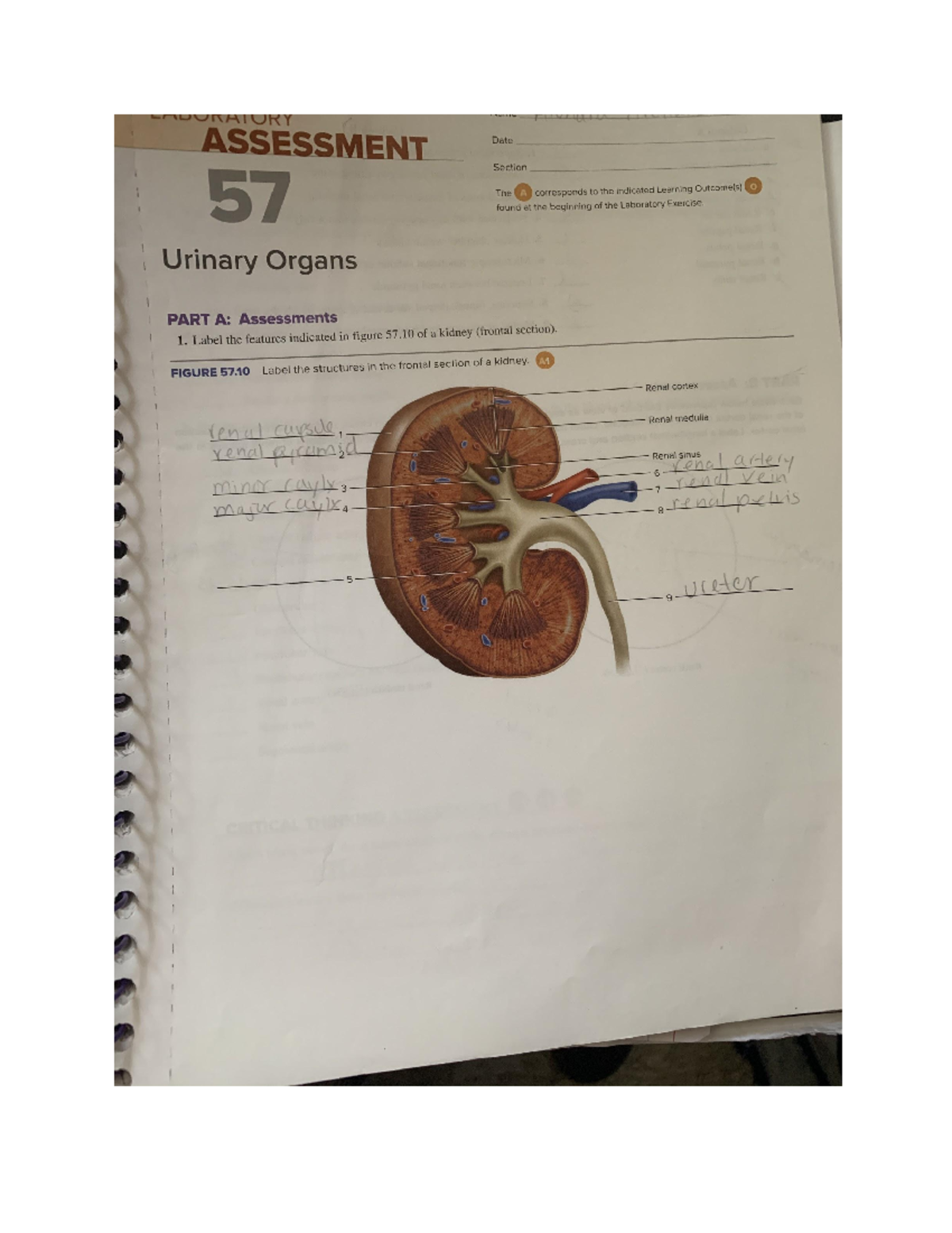 Lab Exercises 57 & 58: Anatomy of Urinary Organs Assessments - Studocu