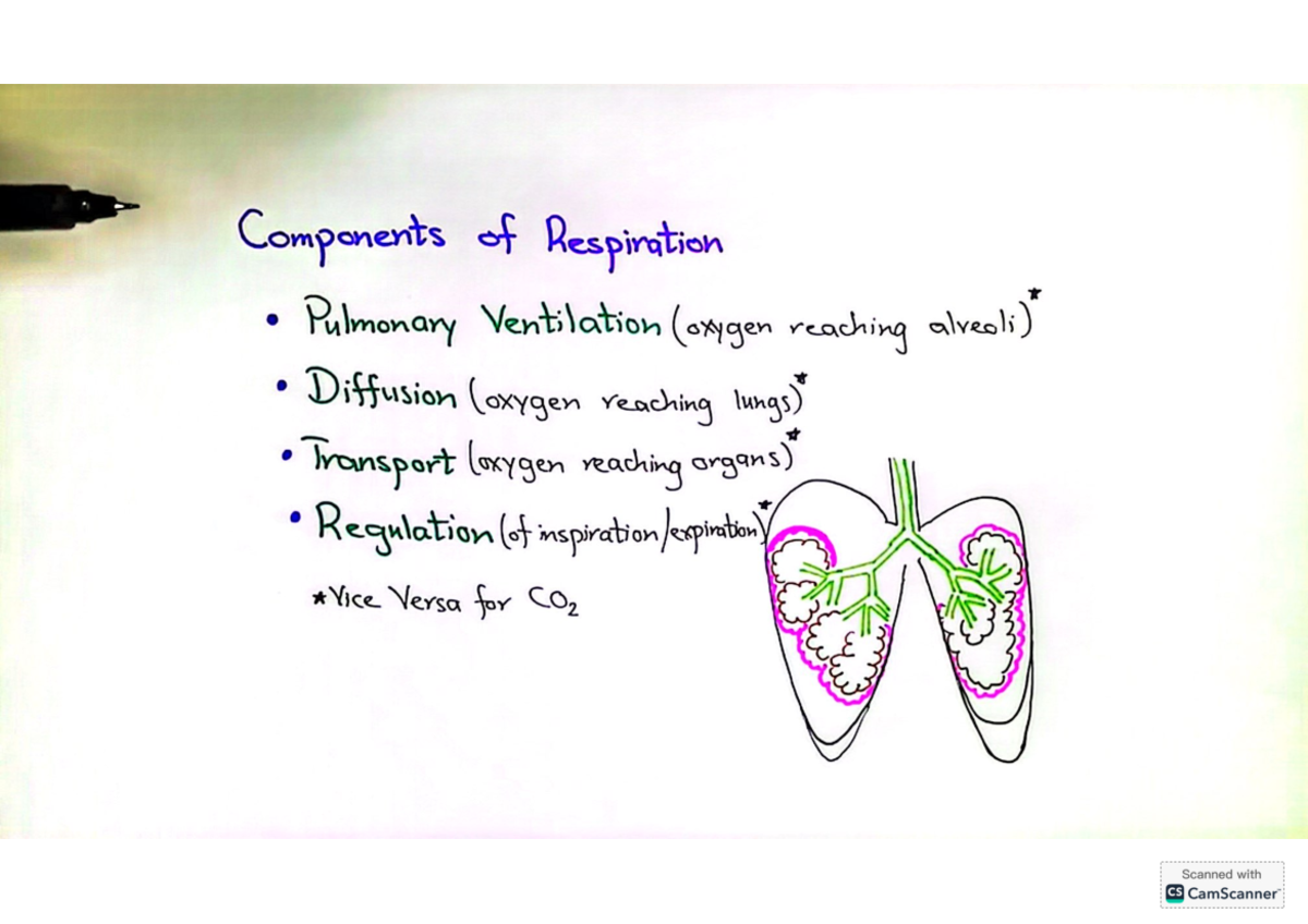 Physio chap 38 - Components of Respiration Pulmonary Ventilation (oxygen reaching alreoli ...