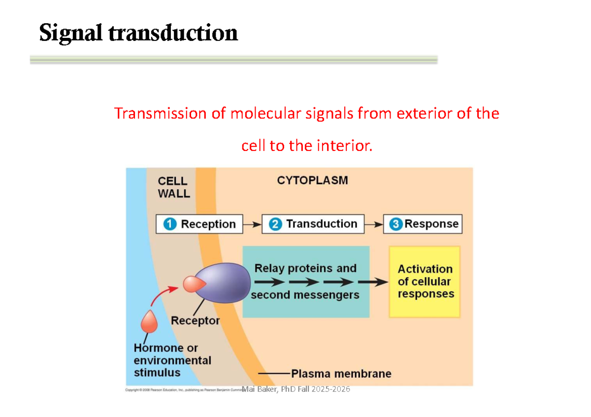Signal Transduction Overview: Key Elements & Mechanisms (BIO 2025 ...