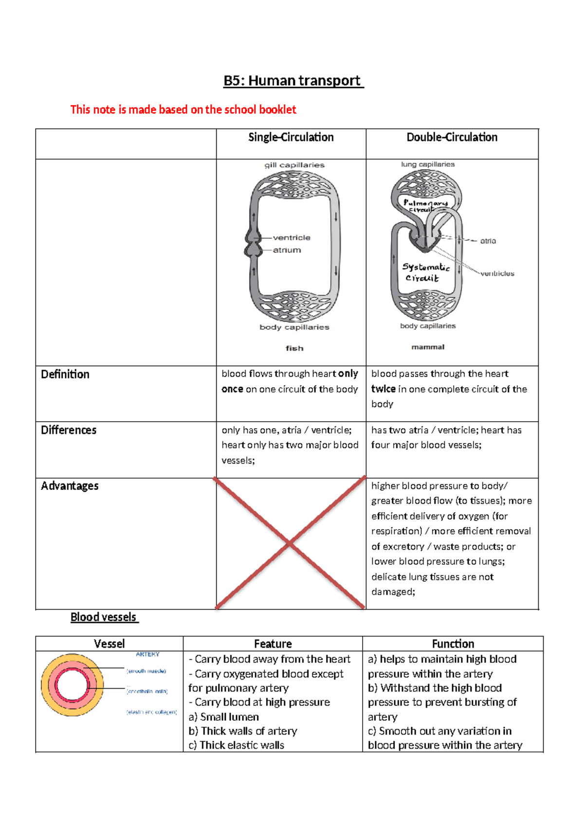 B5: Human Transport - Comprehensive School Notes on Circulatory System ...