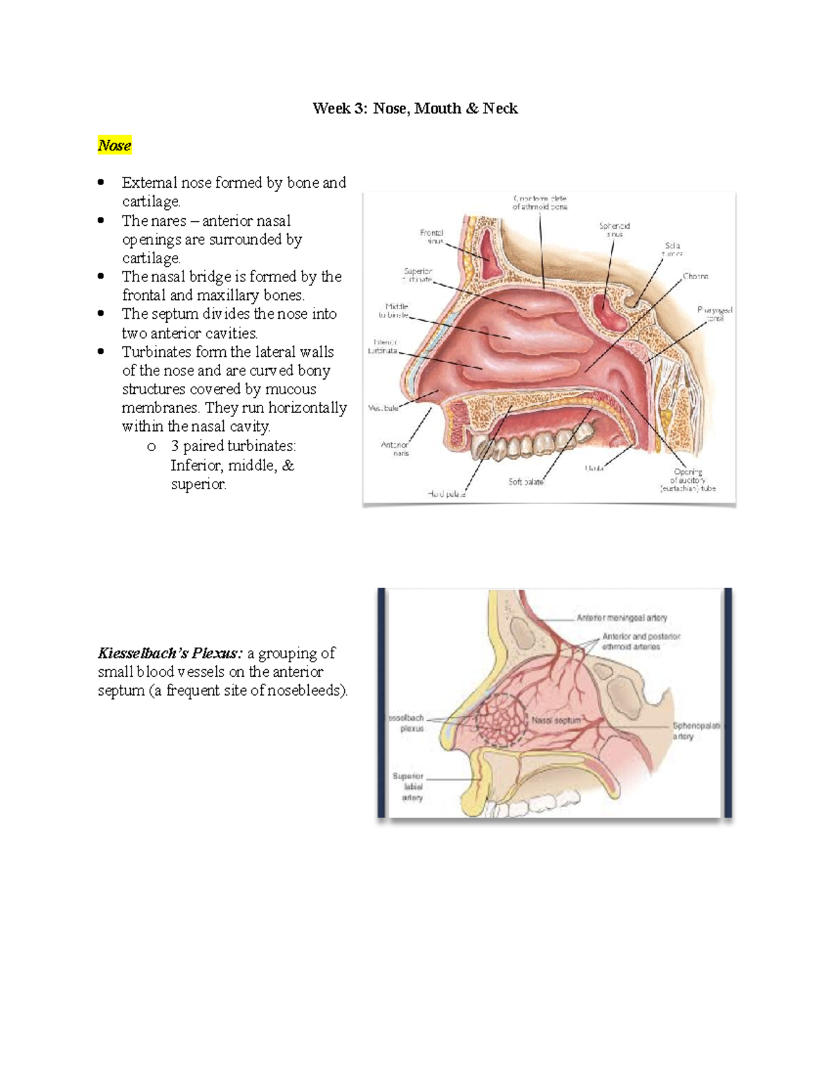 Week 3 - Comprehensive Overview of Mouth, Nose & Neck Anatomy - Studocu
