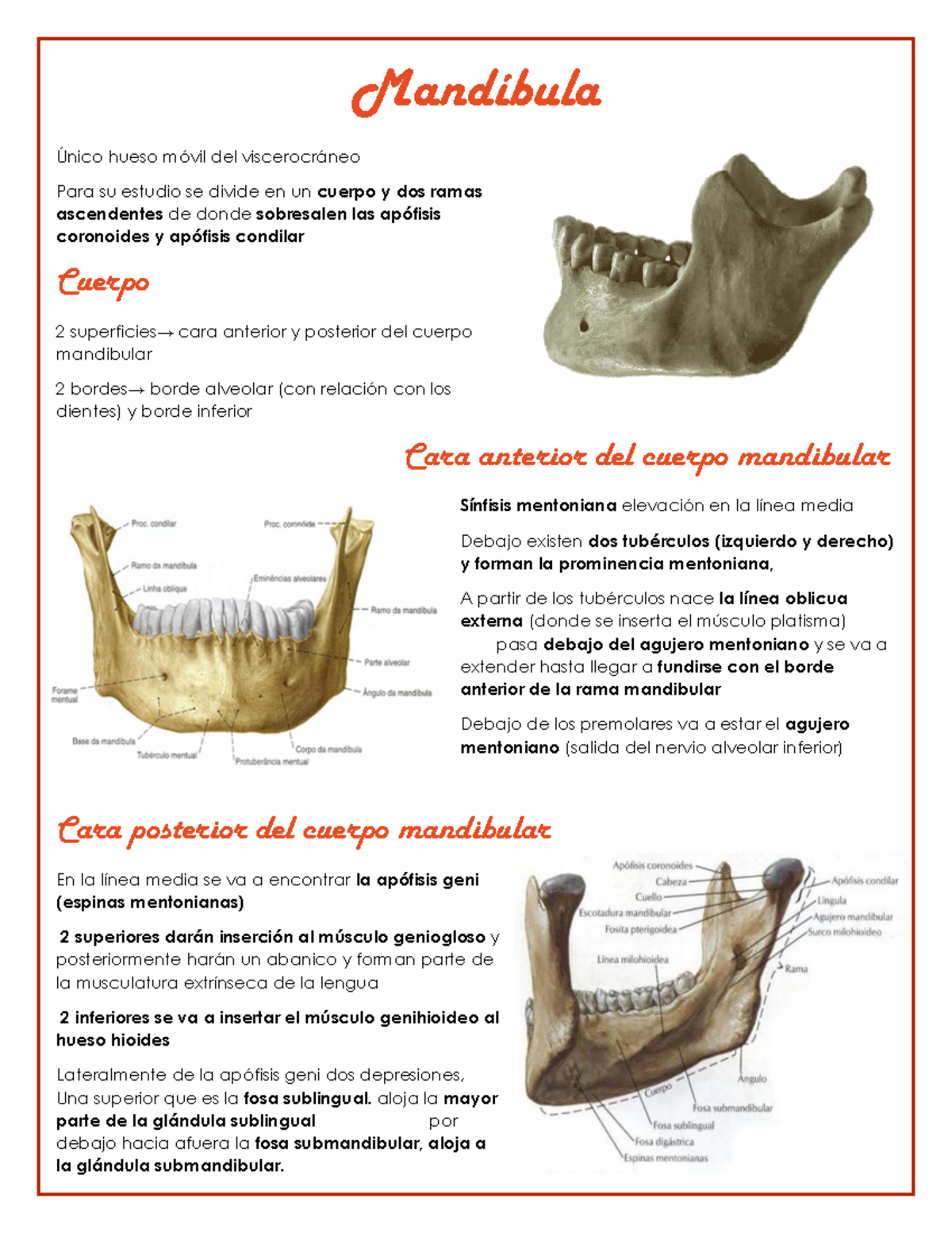 Estructura de la Mandíbula: Estudio del Hueso Móvil del Viscerocráneo ...