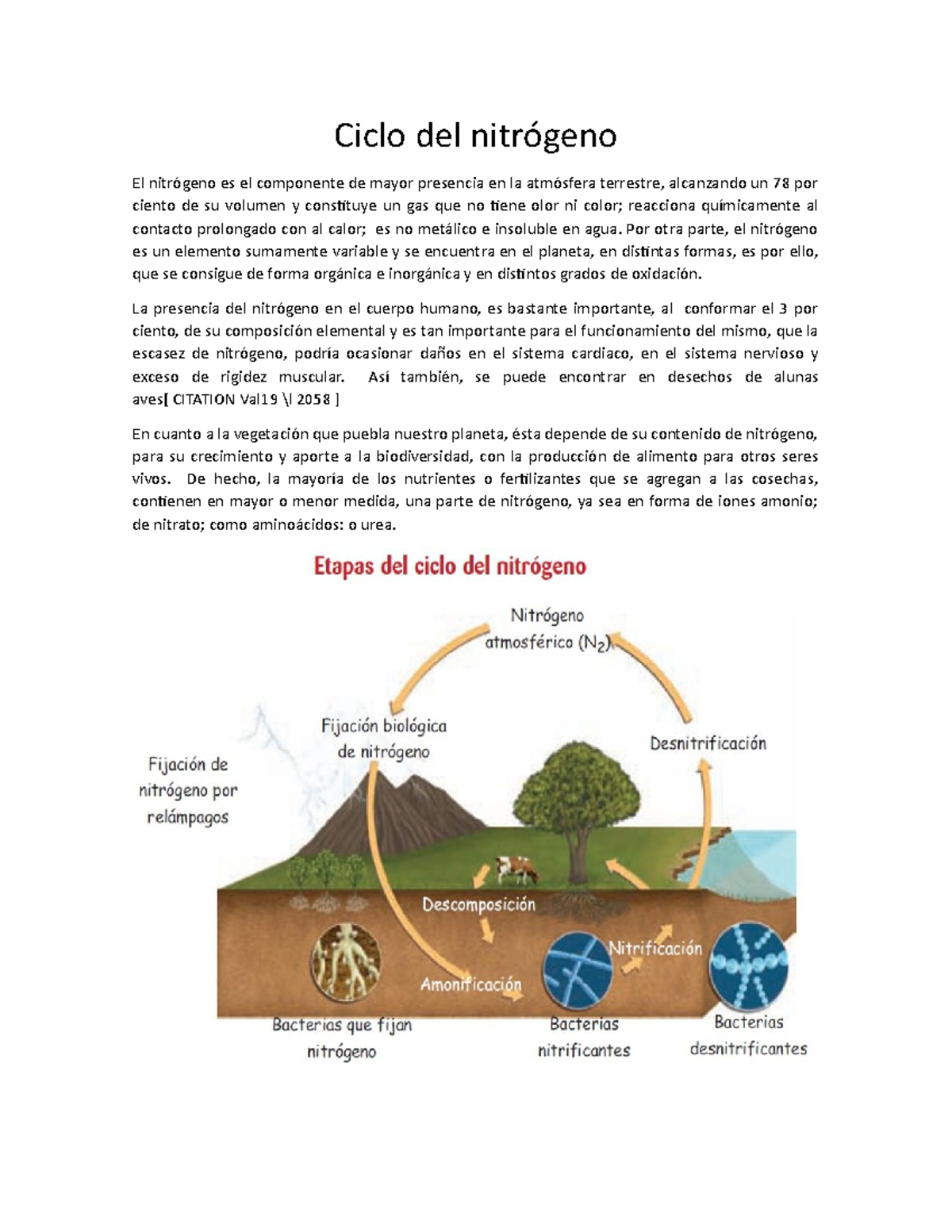 Etapas Del Ciclo Del Nitrogeno Ciclos Biogeoquímicos Del Agua, Del