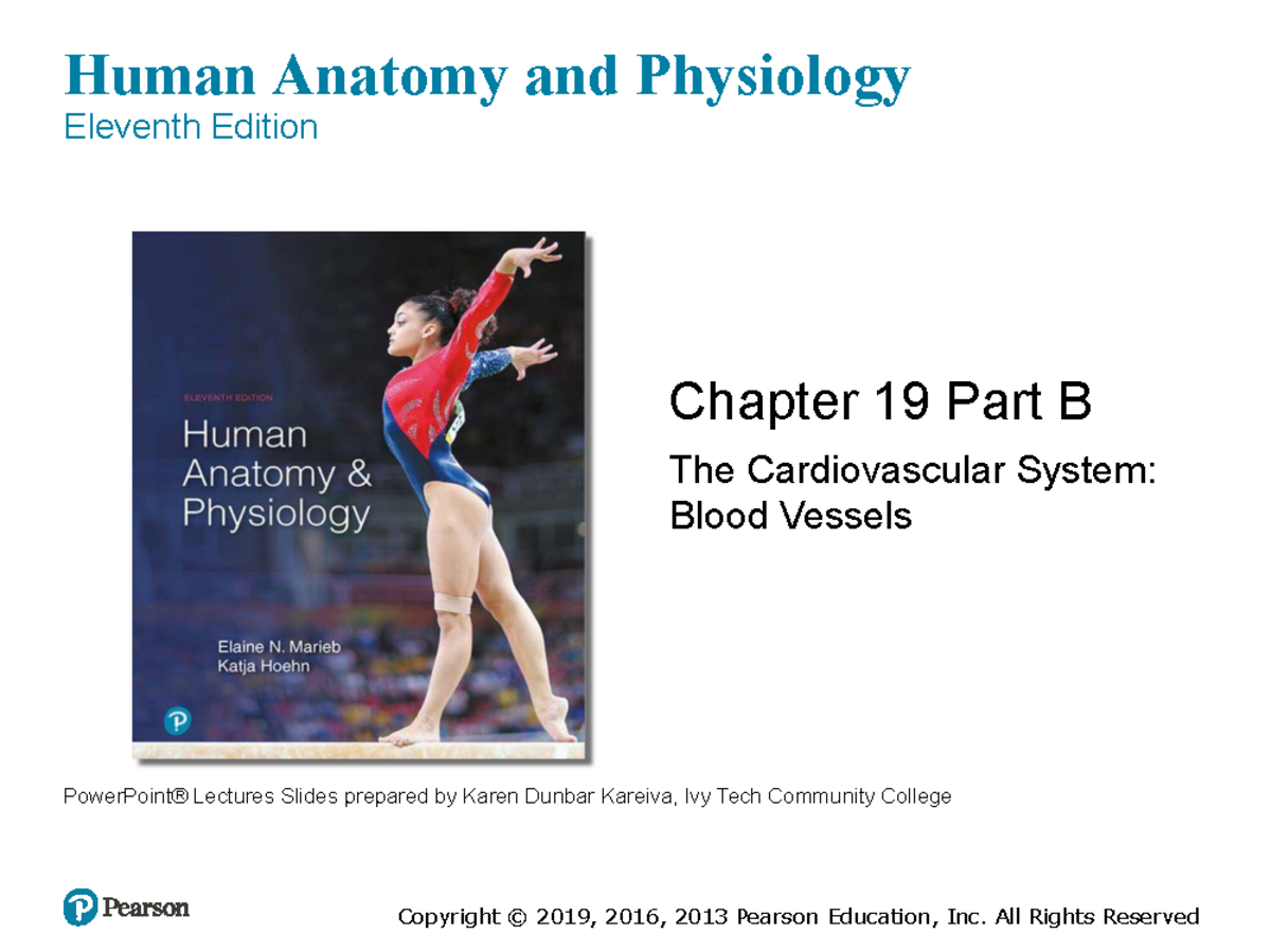 Human Anatomy and Physiology (A&P) CH 19: Cardiovascular System - Blood ...