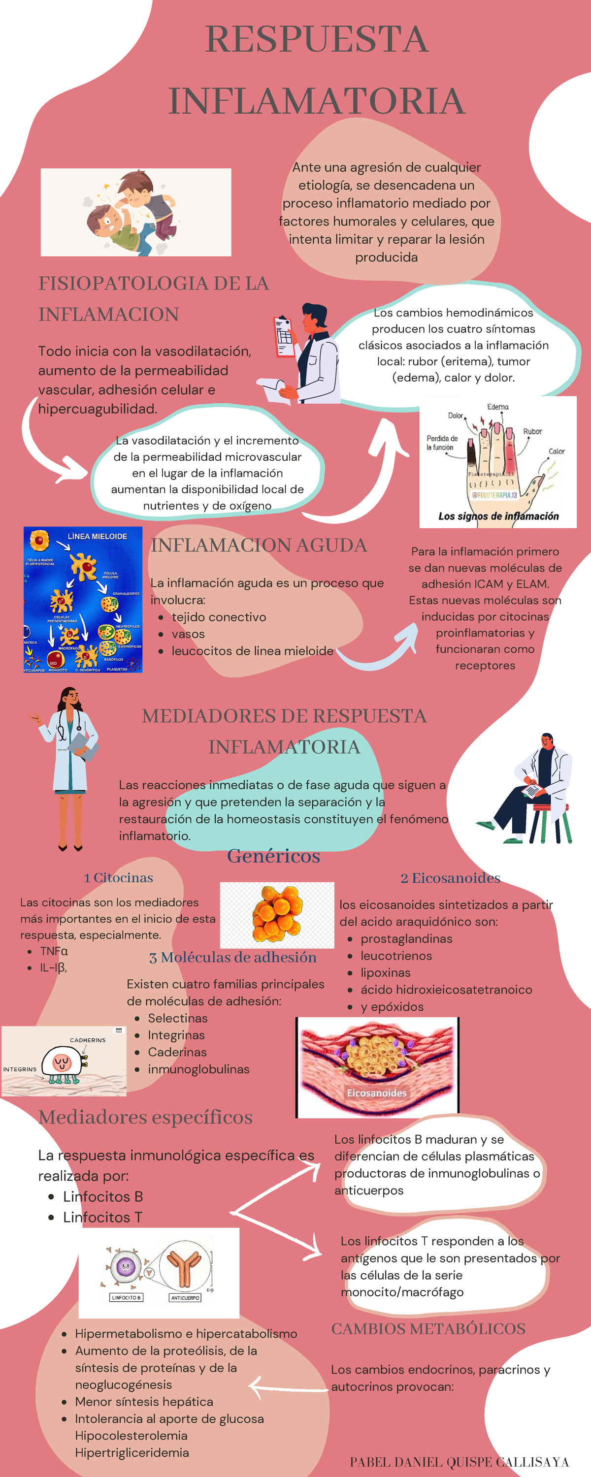 Infografía sobre la Inflamación - Fisiopatología y Mediadores - Studocu