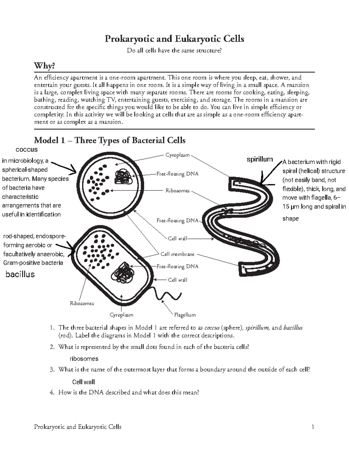 Kami Export - Sarah Malloy - Prokaryote and Eukaryote Cells ...