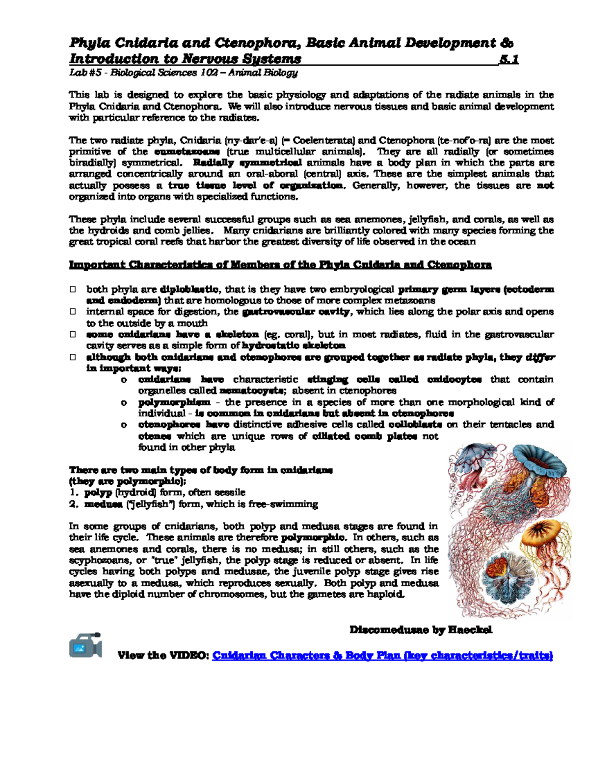Lab #5: Phyla Cnidaria & Ctenophora, Nervous Systems Overview - Bio 102 ...