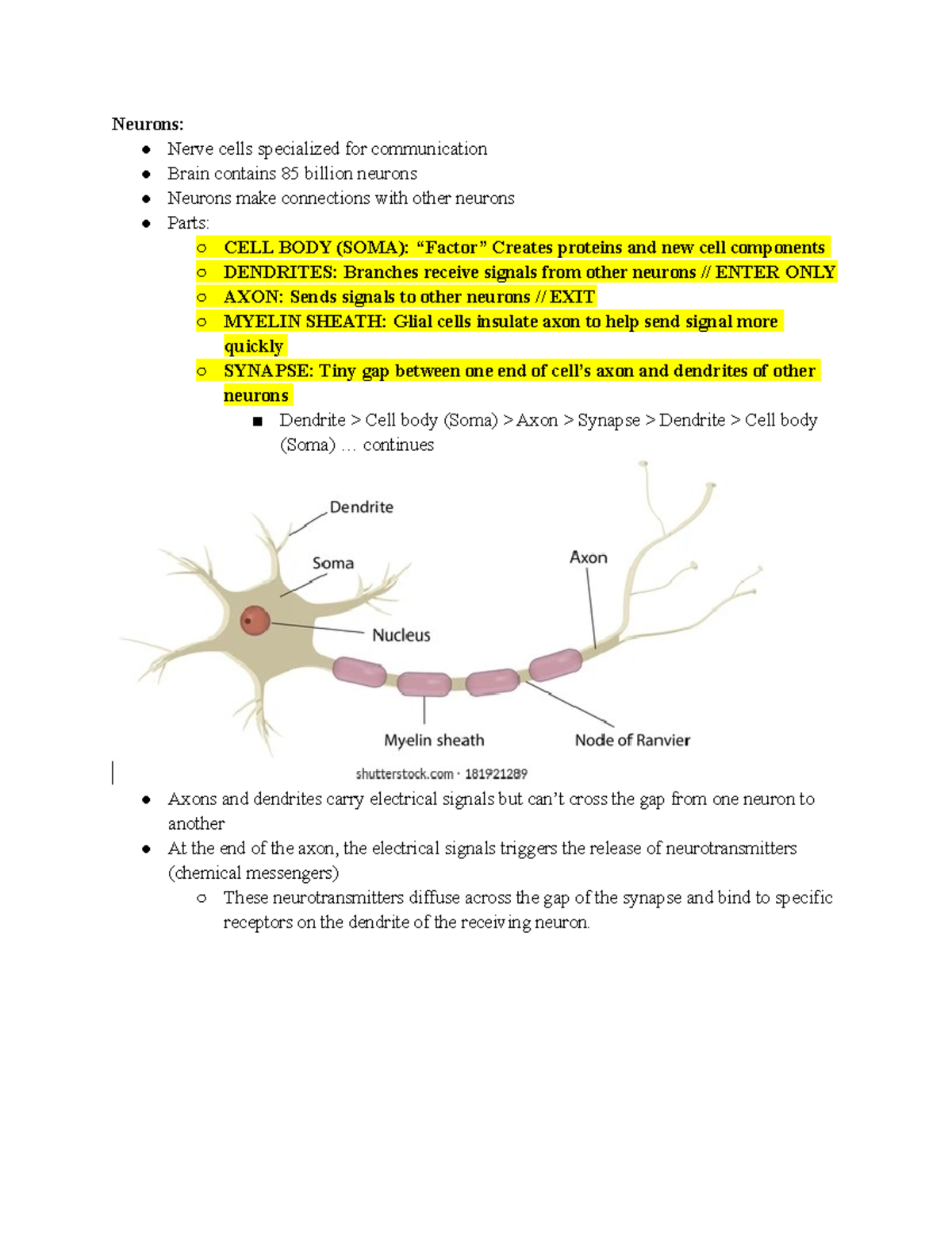 5 Biological Psychology - Neurons: Nerve cells specialized for ...