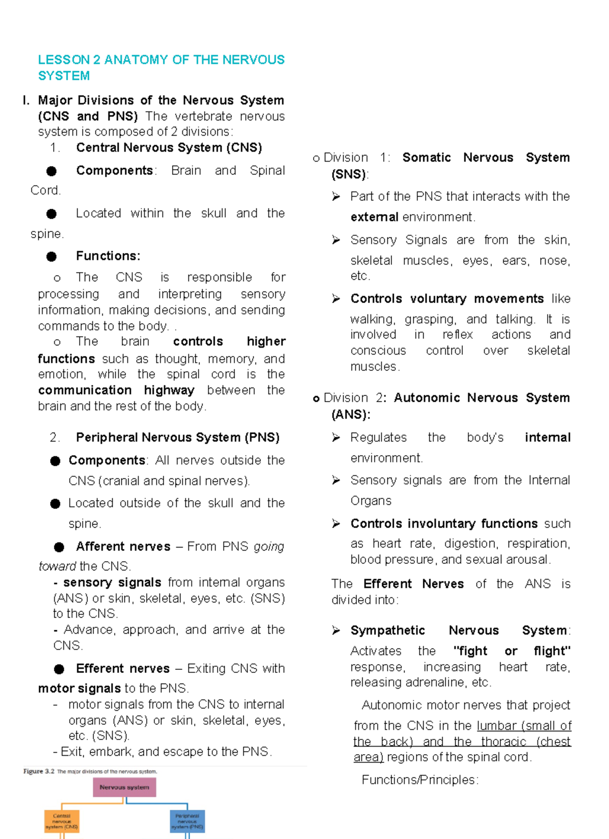 Physio Psych Notes From Anatomy of the Nervous System to Synapse ...