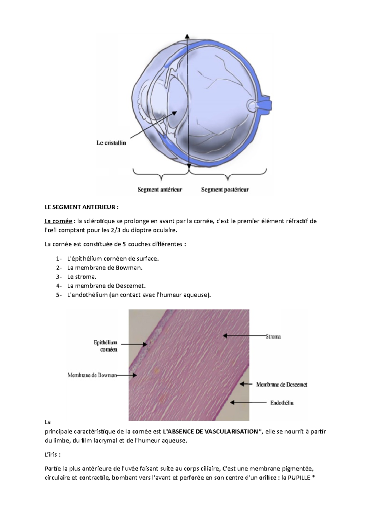 Anatomie de l'oeil et physiologie - LE SEGMENT ANTERIEUR : La cornée ...