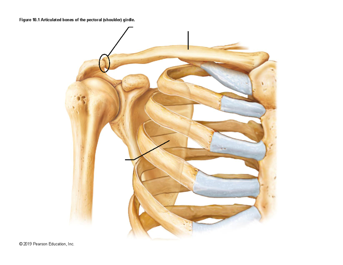 Lab Exercise 10: Appendicular Skeleton Figures to Label - Figure 10 Articulated bones of the ...