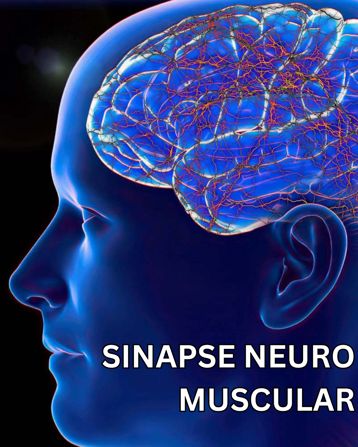 SINAPSE NEURO MUSCULAR: Transmissão Sináptica e Contração Muscular ...