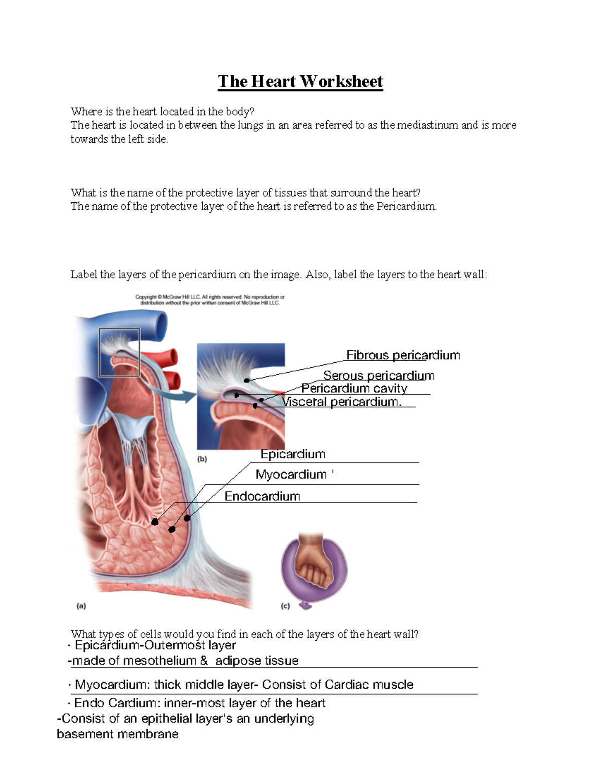 Week 2 assignment - The Heart Worksheet Where is the heart located in ...