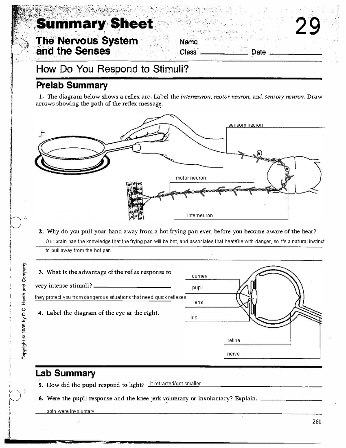 Senses Lab (29): Understanding the Nervous System & Reflex Responses ...