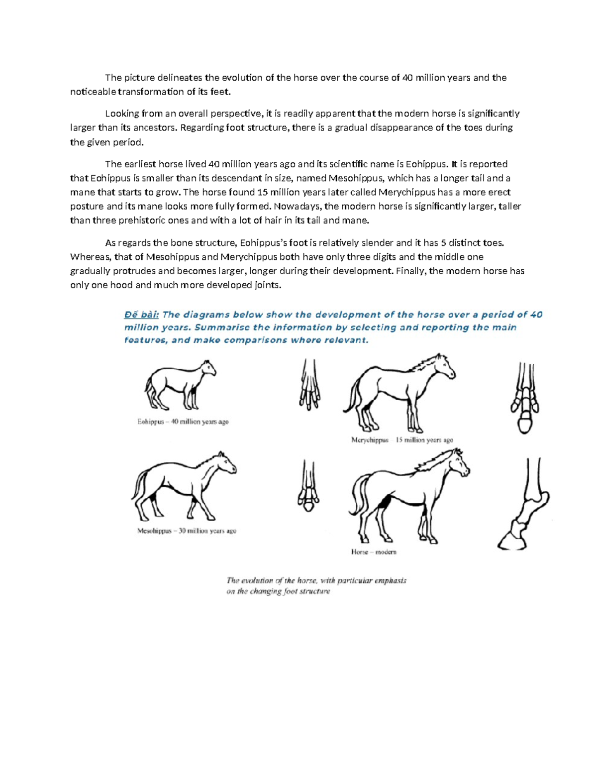Horse - sdfsdfsd - The picture delineates the evolution of the horse ...