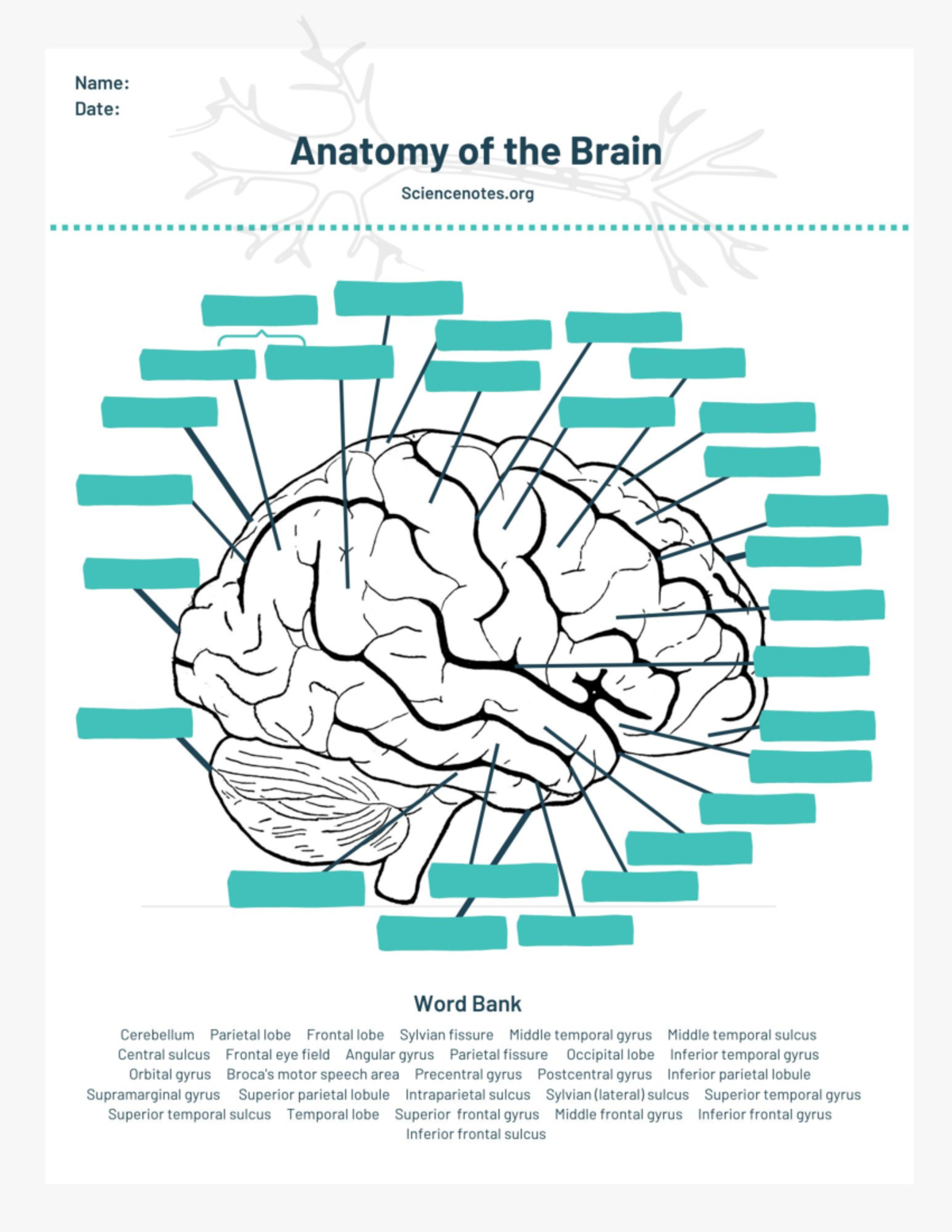 Anatomy of the Brain - Studocu
