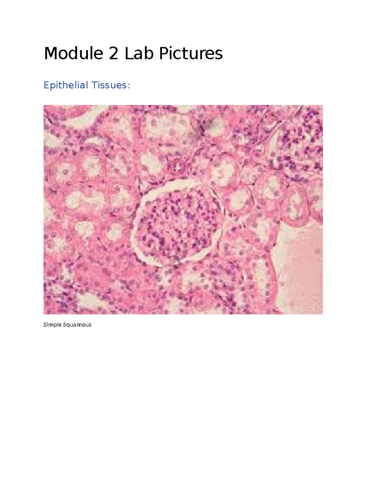 Lab Pictures of Epithelial, Connective, Muscle & Nervous Tissue ...