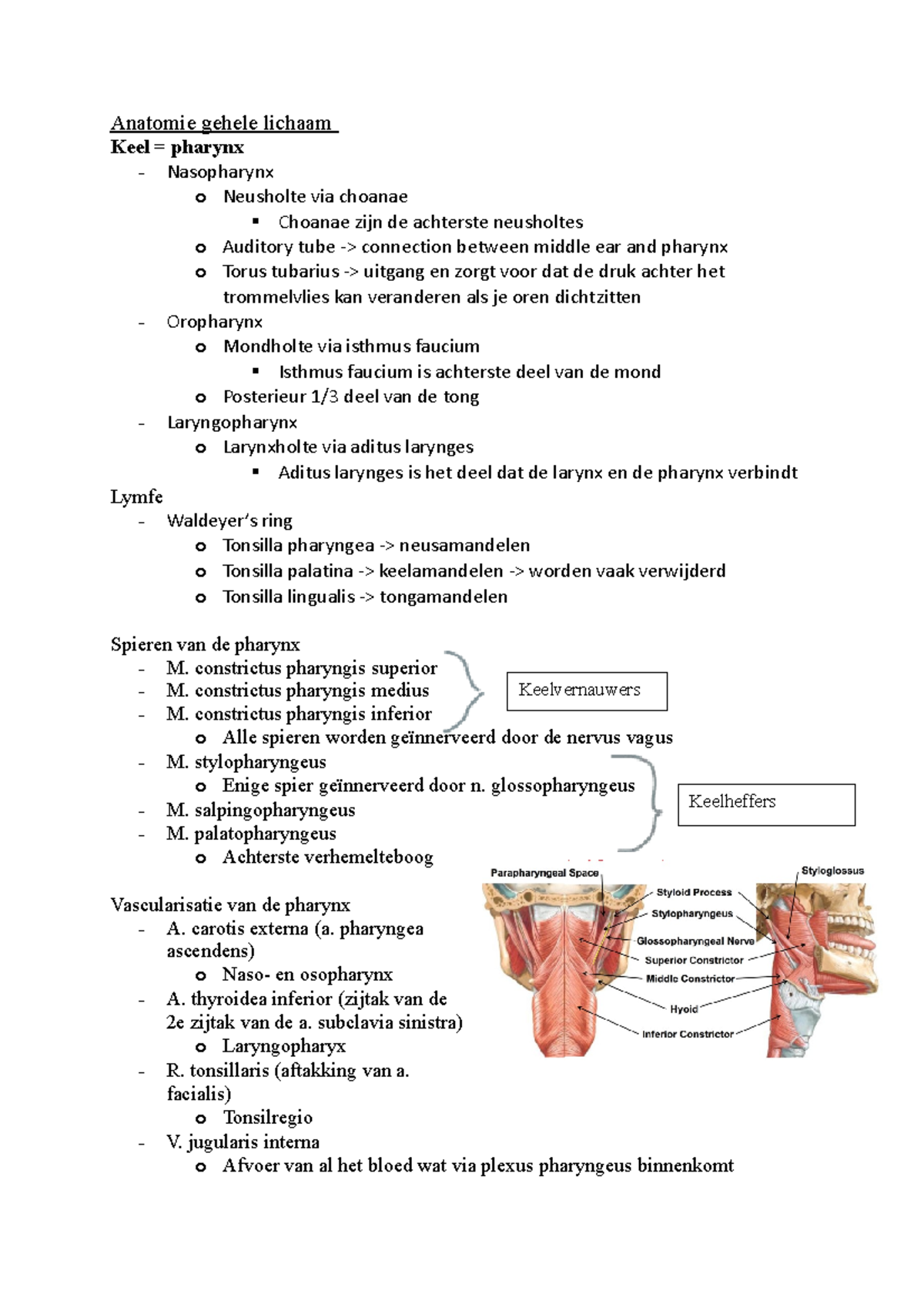Anatomie van het Gehele Lichaam: Een Overzicht van Structuren en ...