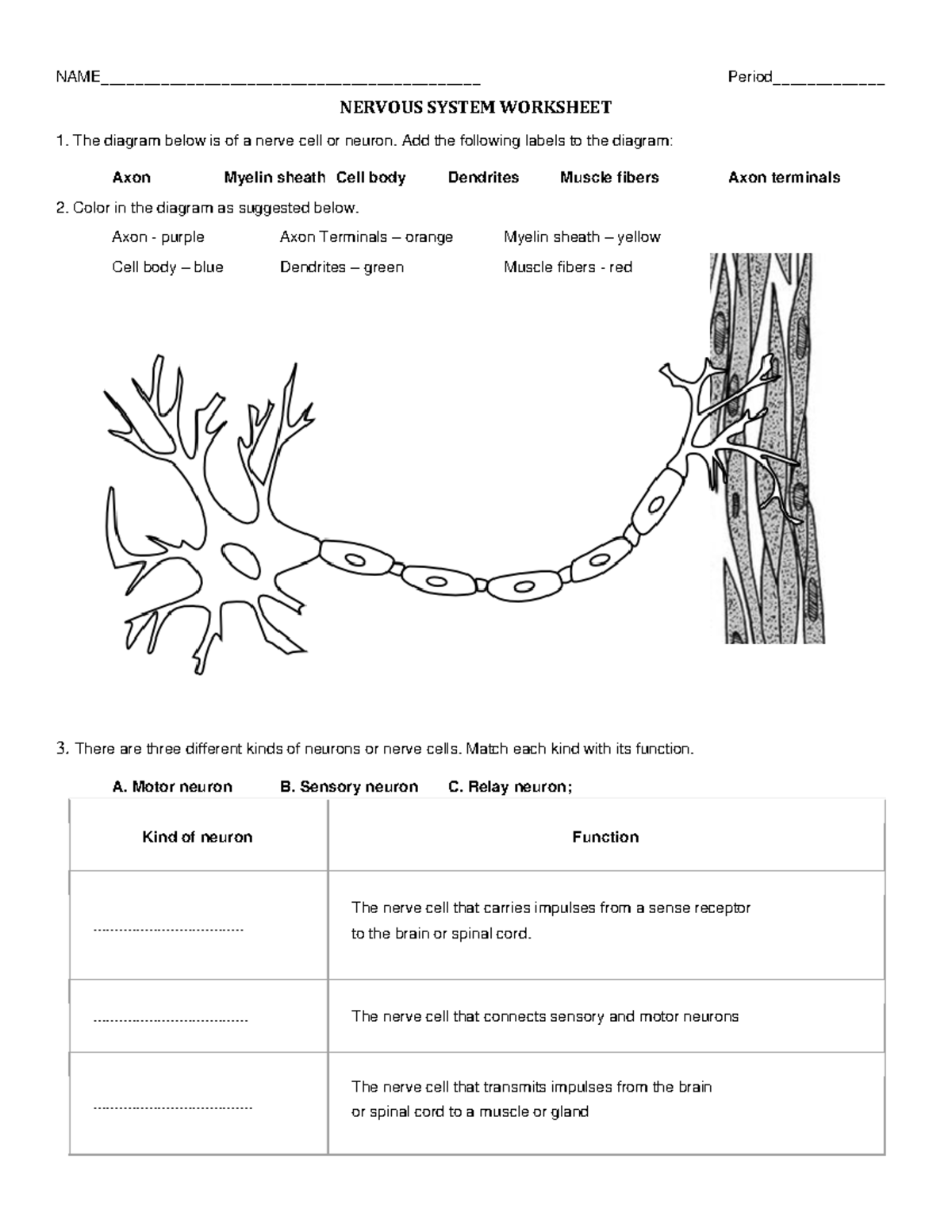 Nervous System Worksheet: Neuron Diagram & Functions - Studocu