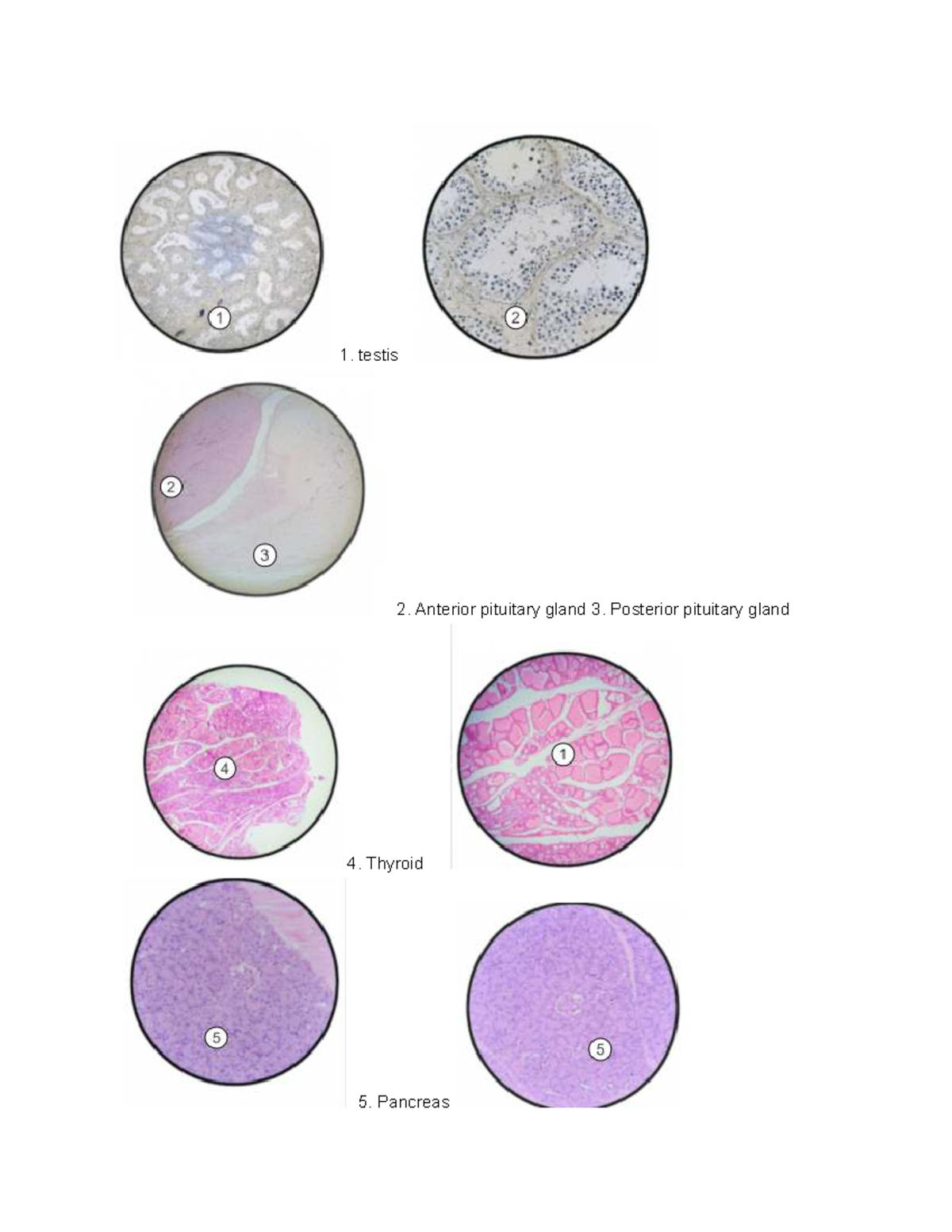 Histology notes for anatomy and physiology (BIO 101) - Studocu