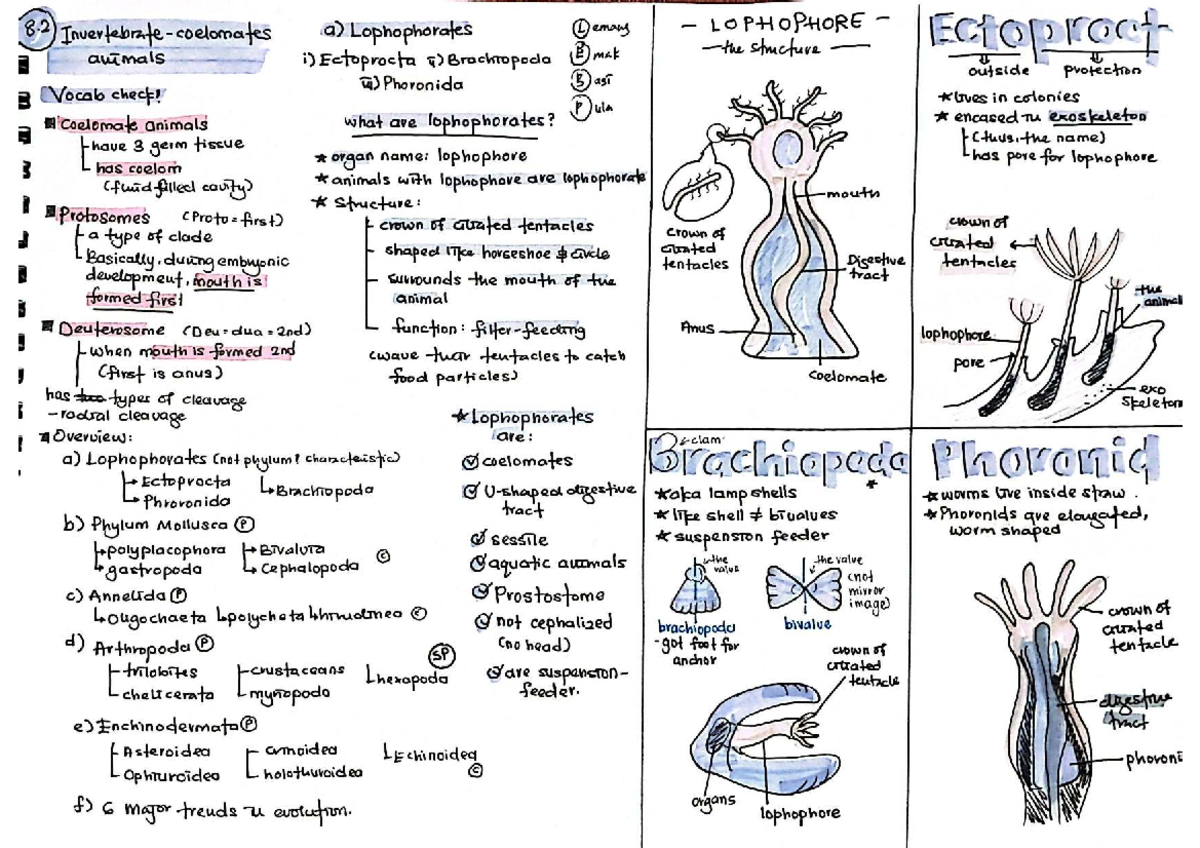 Chapter 8 Overview of Lophophorates and Mollusca - BIO460 - Studocu