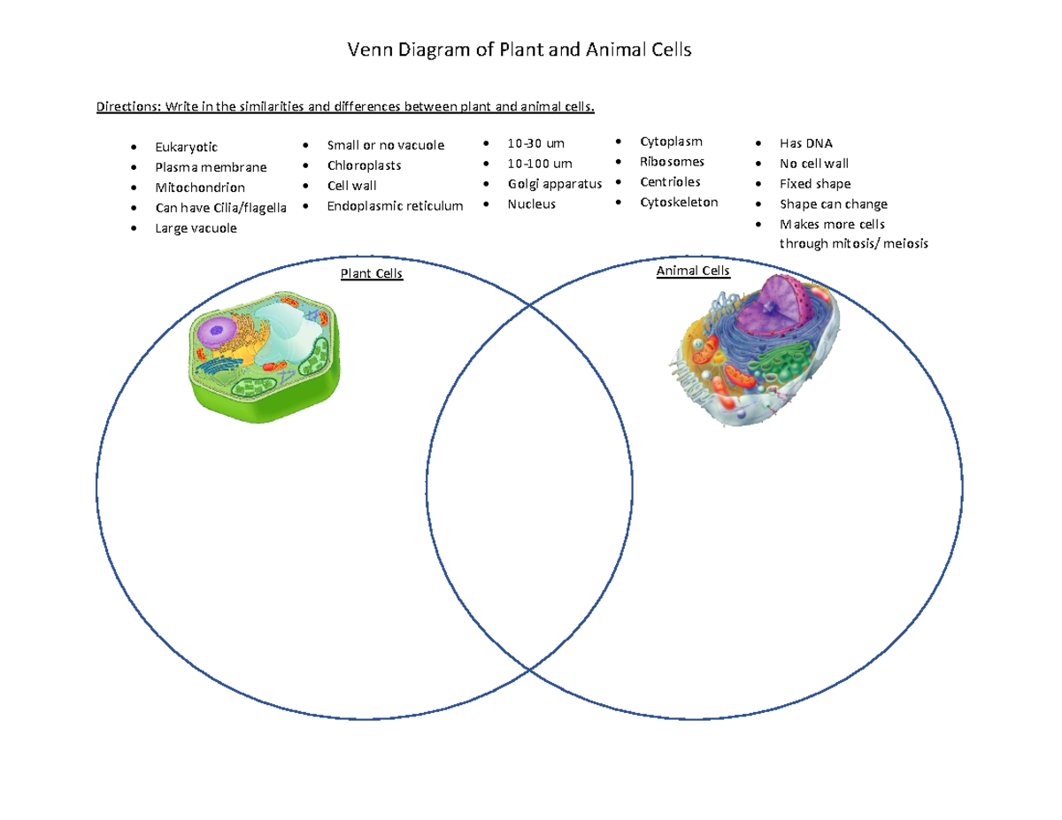 Plant Cell Versus Animal Cell Venn Diagram Venn Diagrams Png Download