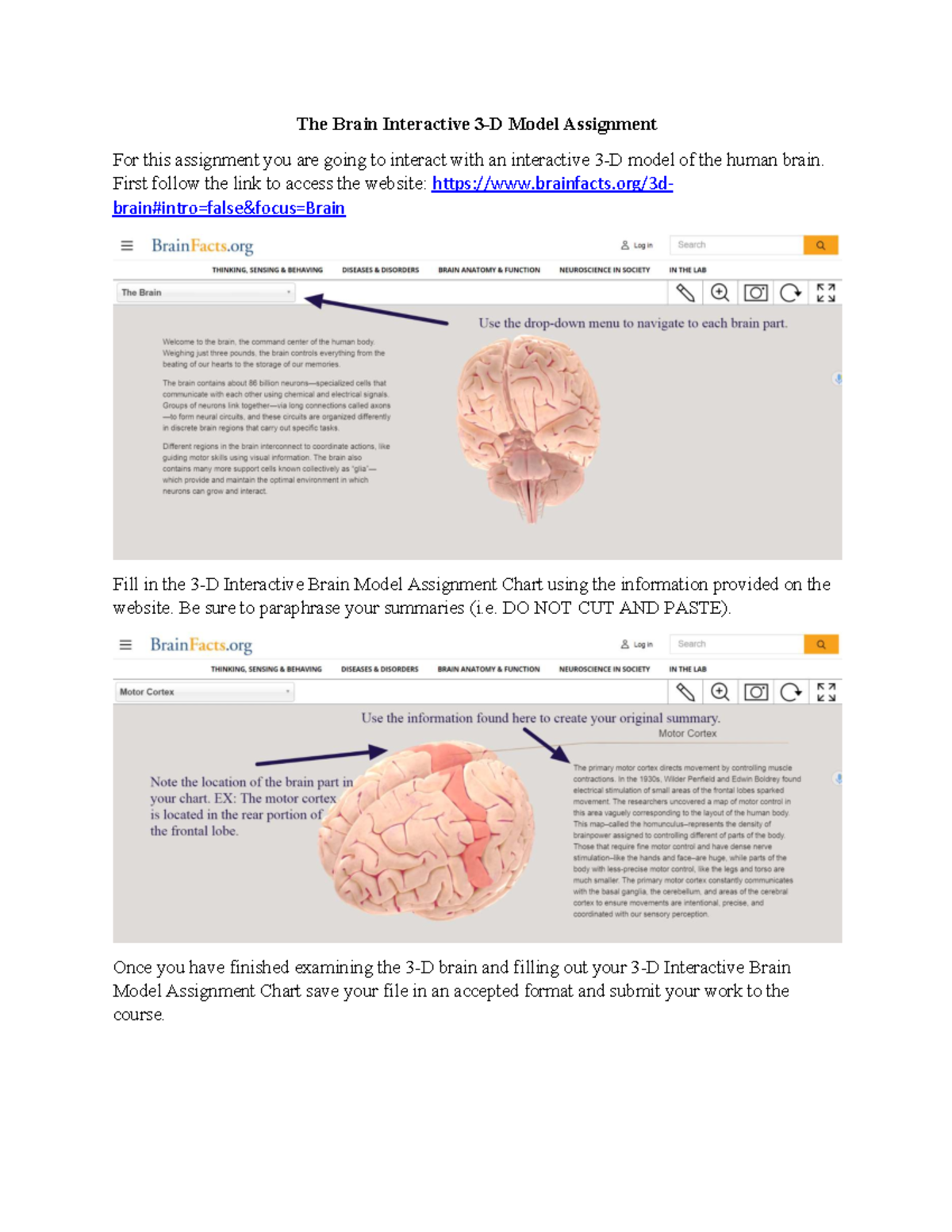 3-D Interactive Brain Model Assignment for Neuro 101 - Studocu