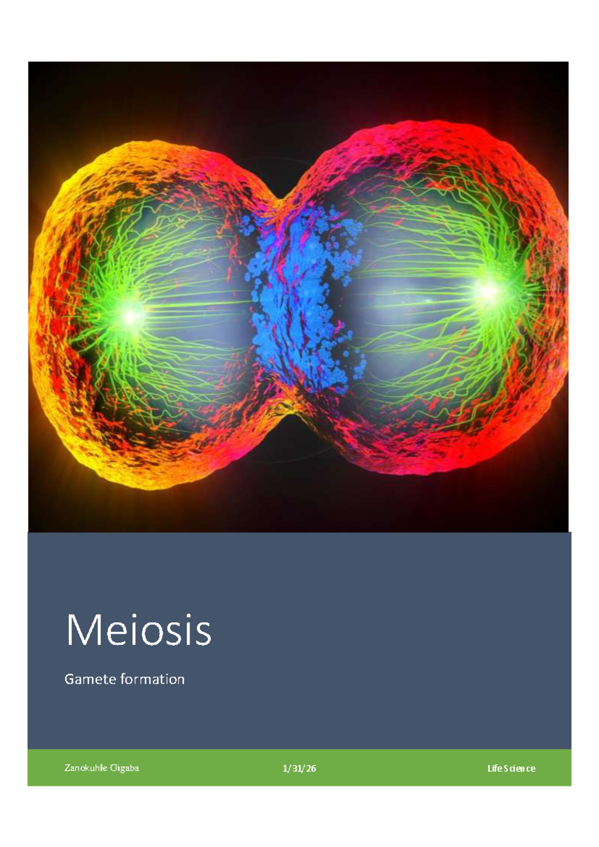 Life Science Meiosis: Gamete Formation Overview - Studocu