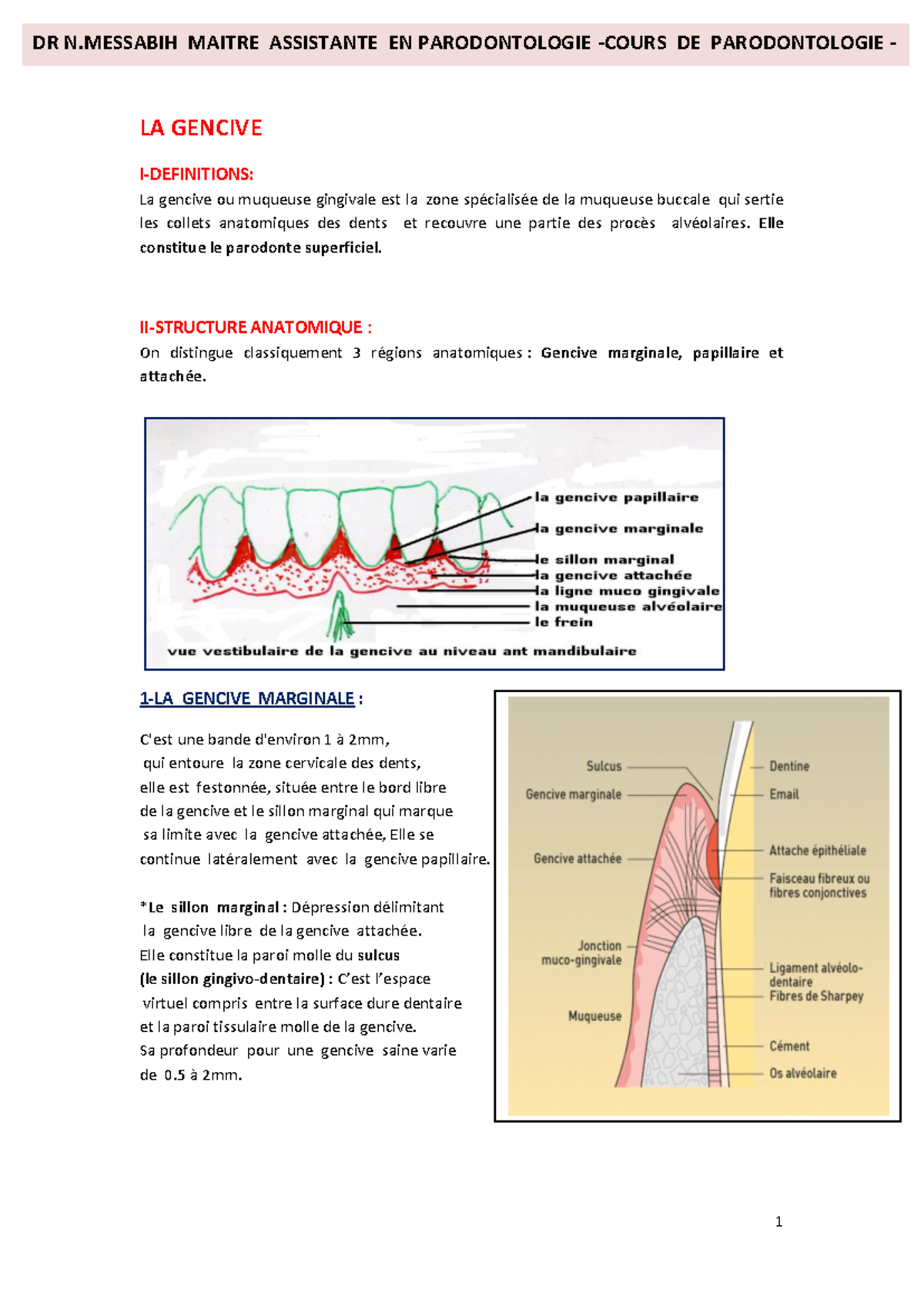 2-Physiologie de la gencive - LA GENCIVE I-DEFINITIONS: La gencive ou ...