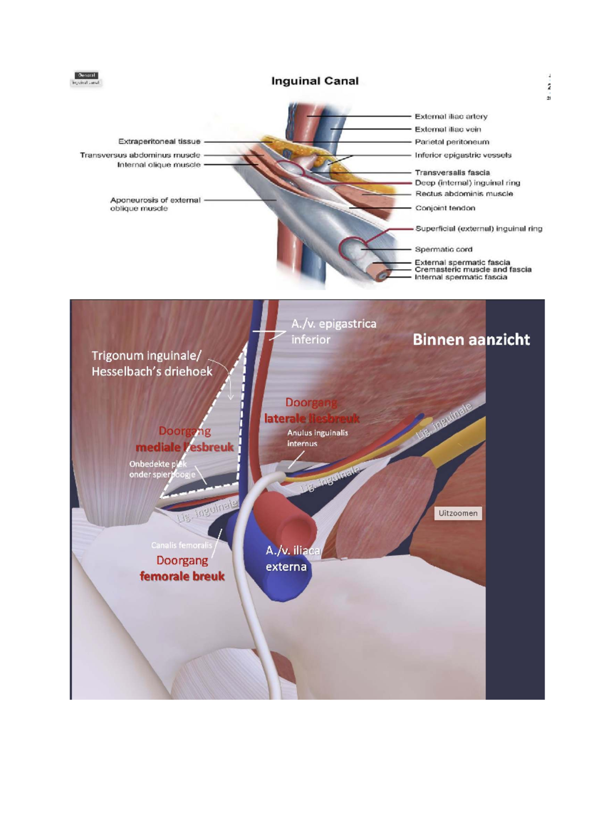 Inguinal Canal Anatomy Overview: Man vs. Woman - Studeersnel